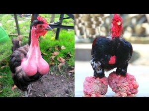 Tipos De Gallinas Finas • TIPOSDE