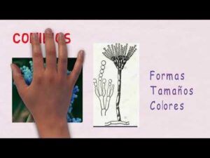 Tipos De Conidios • TIPOSDE