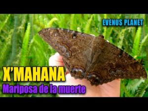Tipos De Mariposas Cafés • TIPOSDE
