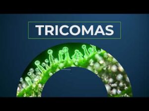 Tipos De Tricomas • TIPOSDE