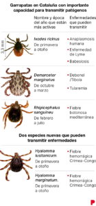 Tipos De Garrapatas • TIPOSDE